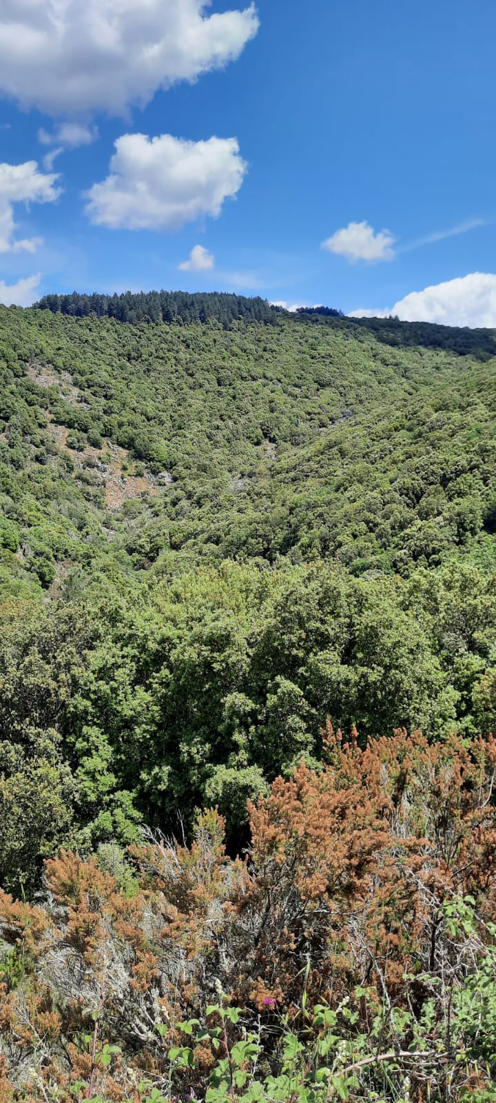 Sa Pruna - Su Tassu (G 503 D) | Sardegna Sentieri